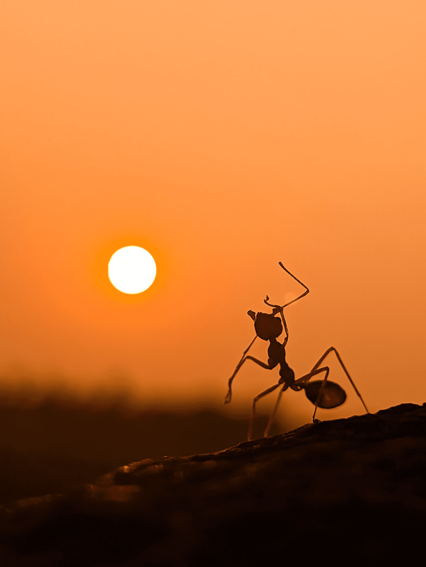 Solved! Can’t Find the Source of Your Carpenter Ants? Here’s How To ...